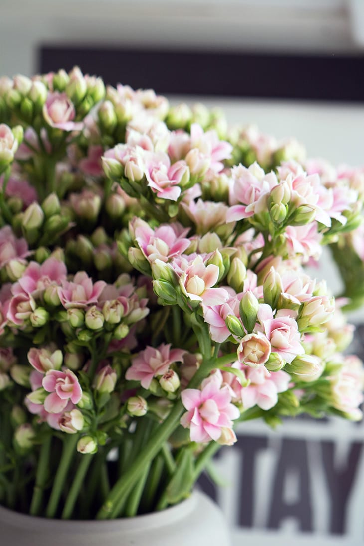 Langtidsholdbare friske blomster i vaser
