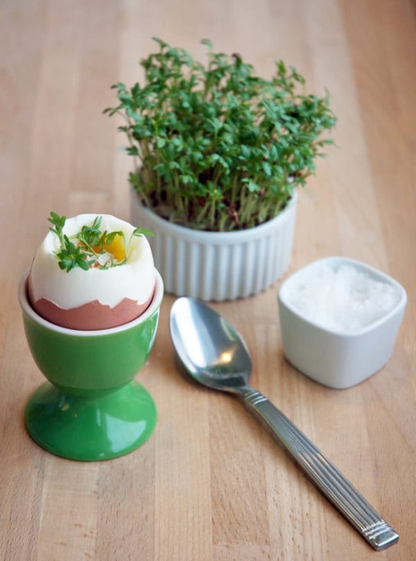 Grøn sprød karse på et æg - det er smukt og forårslækkert